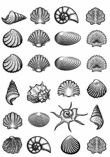 Shells Ceramic Decal - Available in 22k Real Yellow Gold 12563 ...